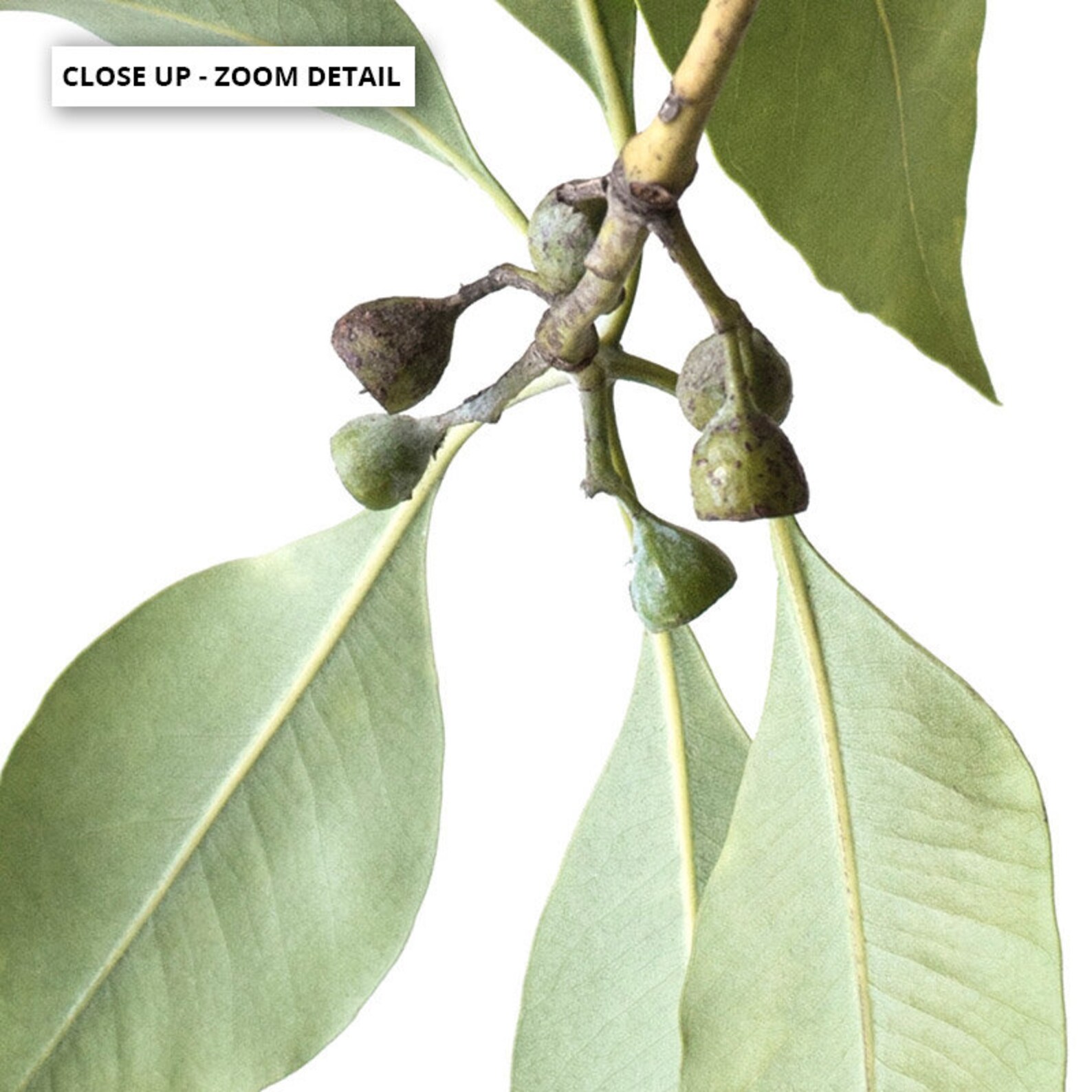 Australian Eucalyptus Gum Leaves I Art Print. Poster or - Etsy