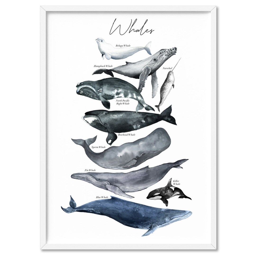 Whales Chart Art Print. Whales of the World Poster. Educational Whale ...