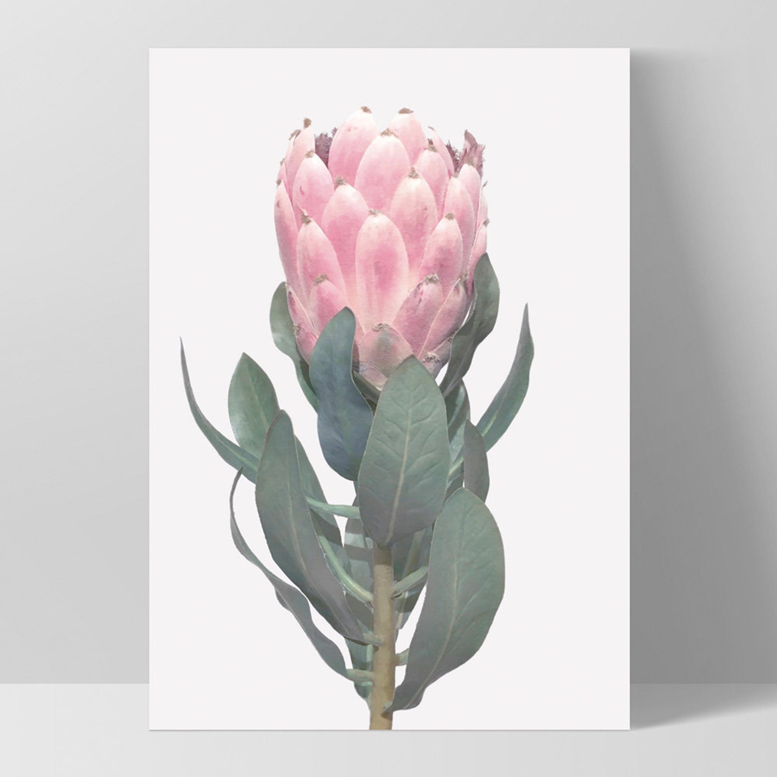 Protea Poster Print. Queen Protea Portrait. Vintage Minimal Design ...