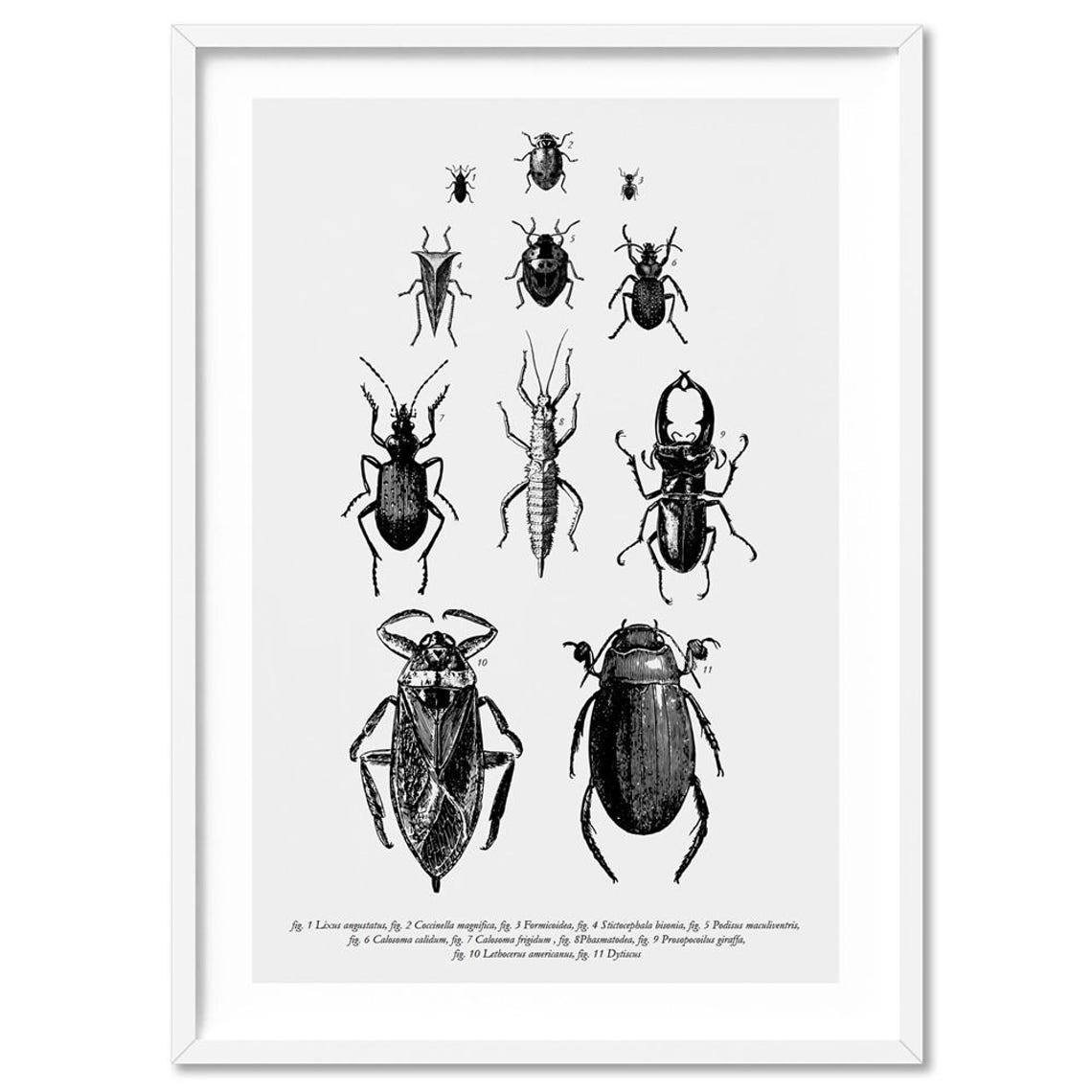 Bugs & Insects Wall Art Print Entomology. Detailed Illustrations ...