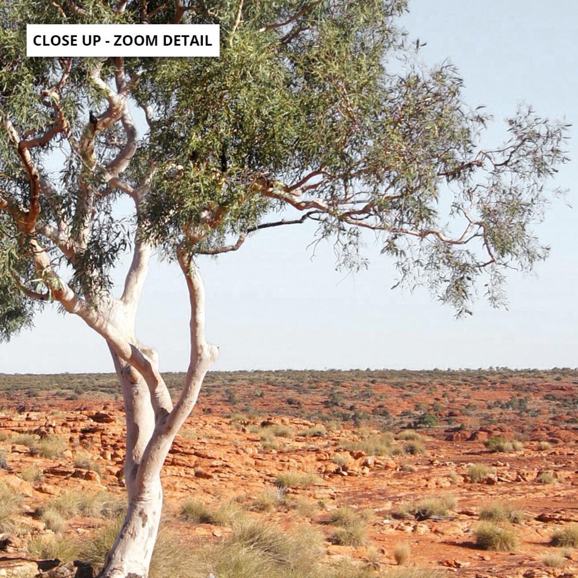 Gum Tree Print Australian Outback Poster. Australian Desert Red Earth ...