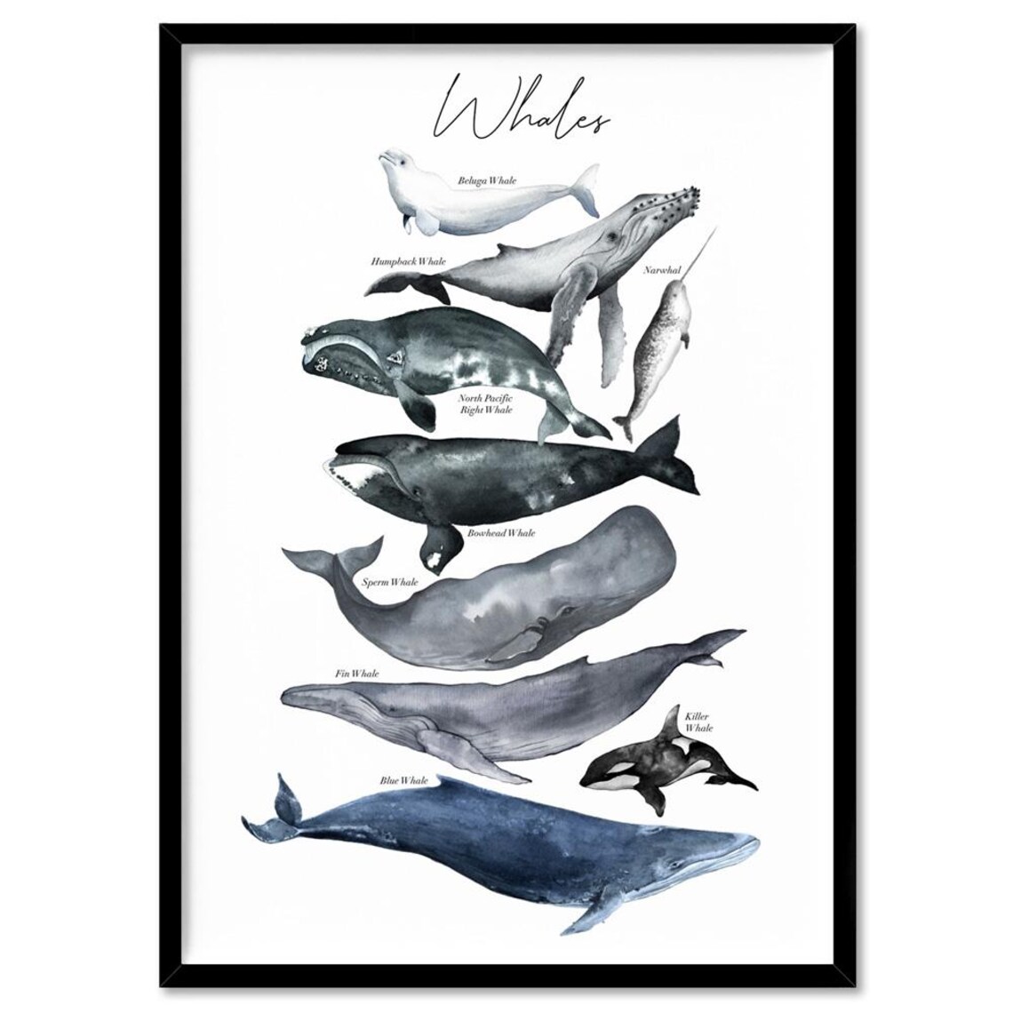 Whales Chart Art Print. Whales of the World Poster. Educational Whale ...