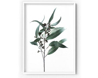 Eucalyptus Gum Leaves Print. Native Modern Australian Wall | Etsy