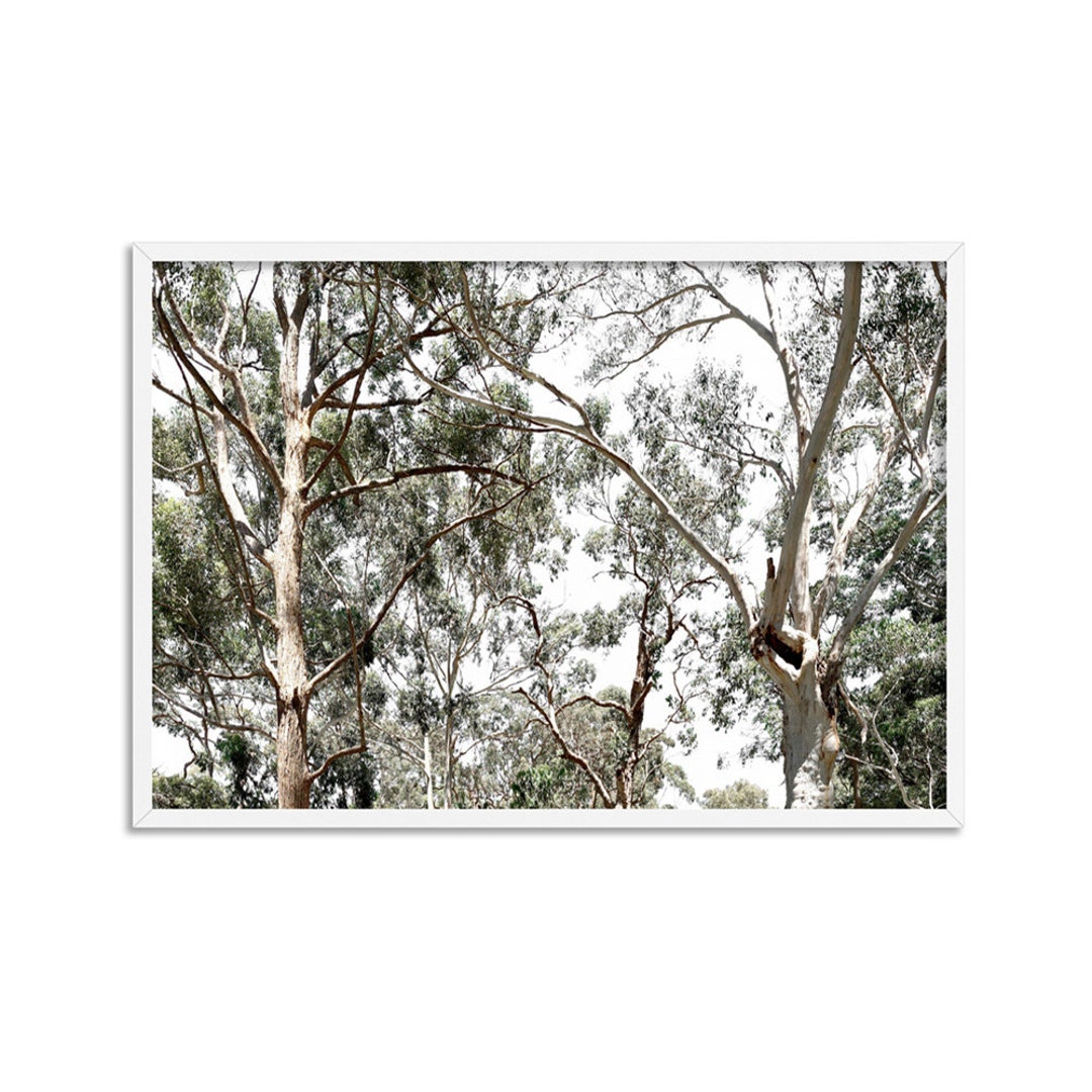 Impresión de arte de pared de Gumtree. Fotografía australiana - Etsy España