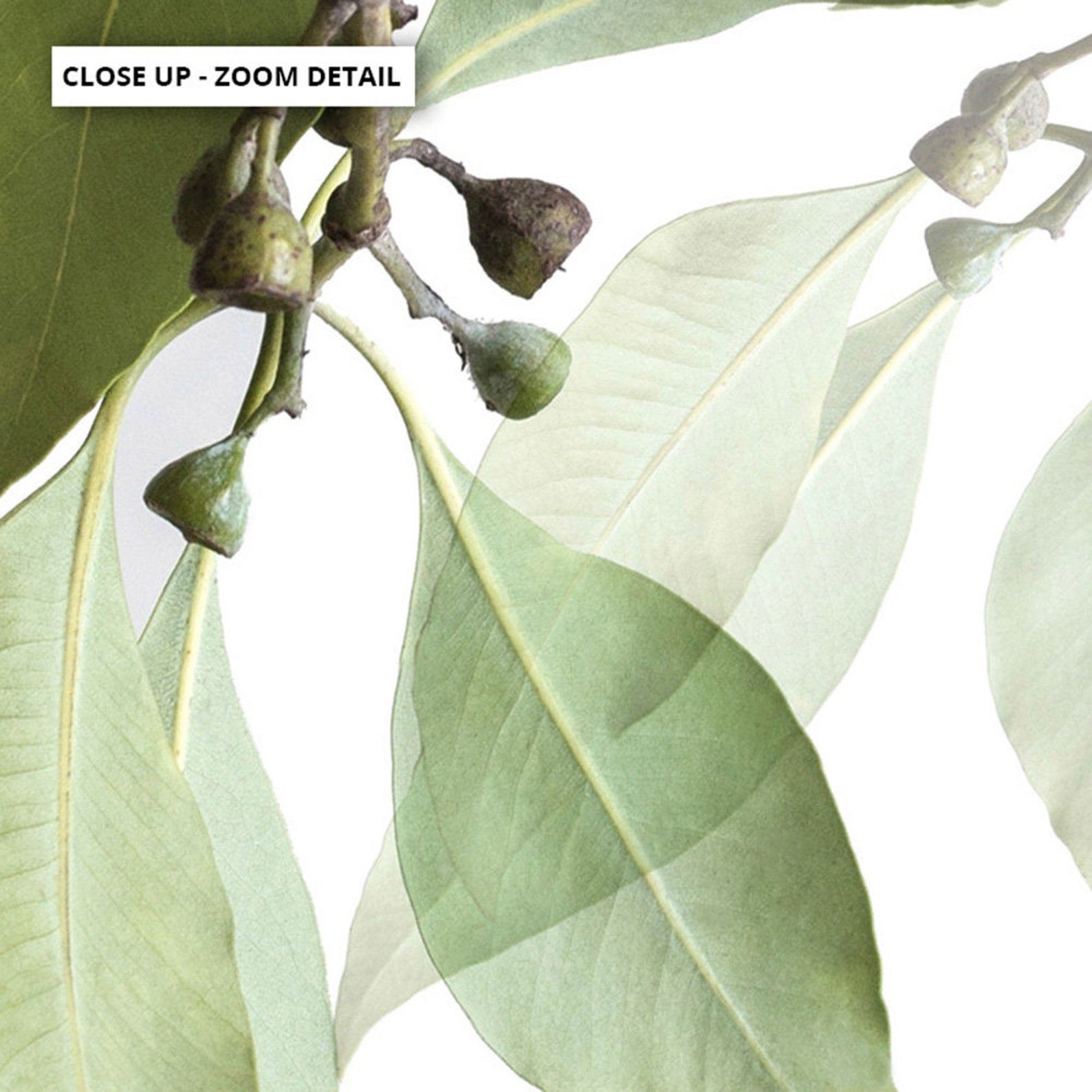 Australian Eucalyptus Gum Leaves II Wall Art. Poster or - Etsy