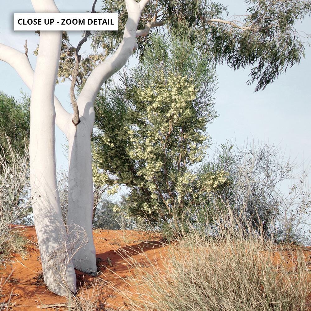 Australian Gumtree Wall Art Print or Canvas. White Ghost Gum Eucalyptus ...