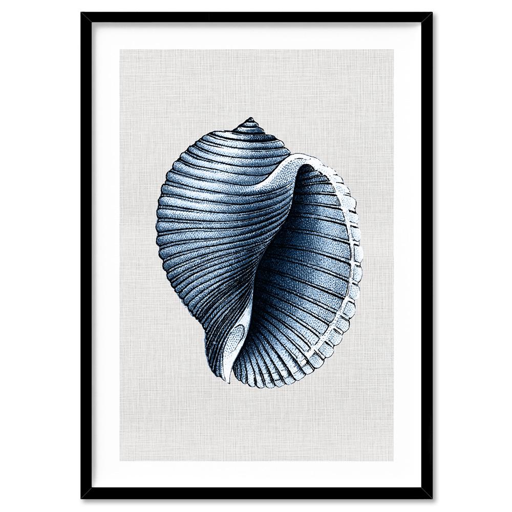 Scotch Bonnet Shell Poster Print. Navy Vintage Illustration on Linen ...