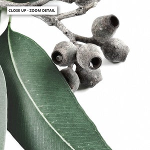 Eucalyptus Leaves I Art Print. Gum Leaves Gum Nuts Wall Art. Australian ...