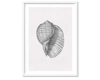 Scotch Bonnet Shell - Etsy