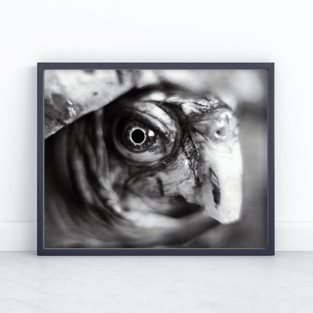 Tortoise Photo Print, "alberta" - Etsy