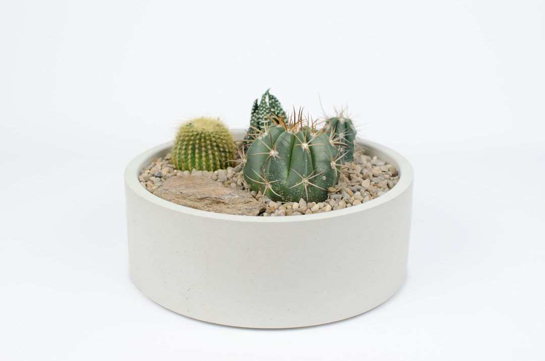 Juno 6 Inch Medium Cylinder Planter for Arrangements With Drainage ...