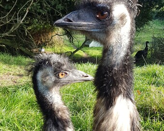 Emu Greetings Card | Emu Card | Emu | Birthday Card - Etsy