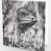 Emu Birthday Card | Emu Card | Emu - Etsy