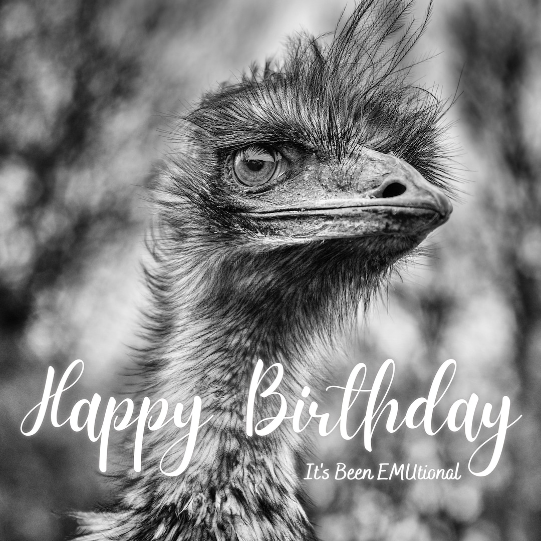 Emu Birthday Card | Emu Card | Emu - Etsy
