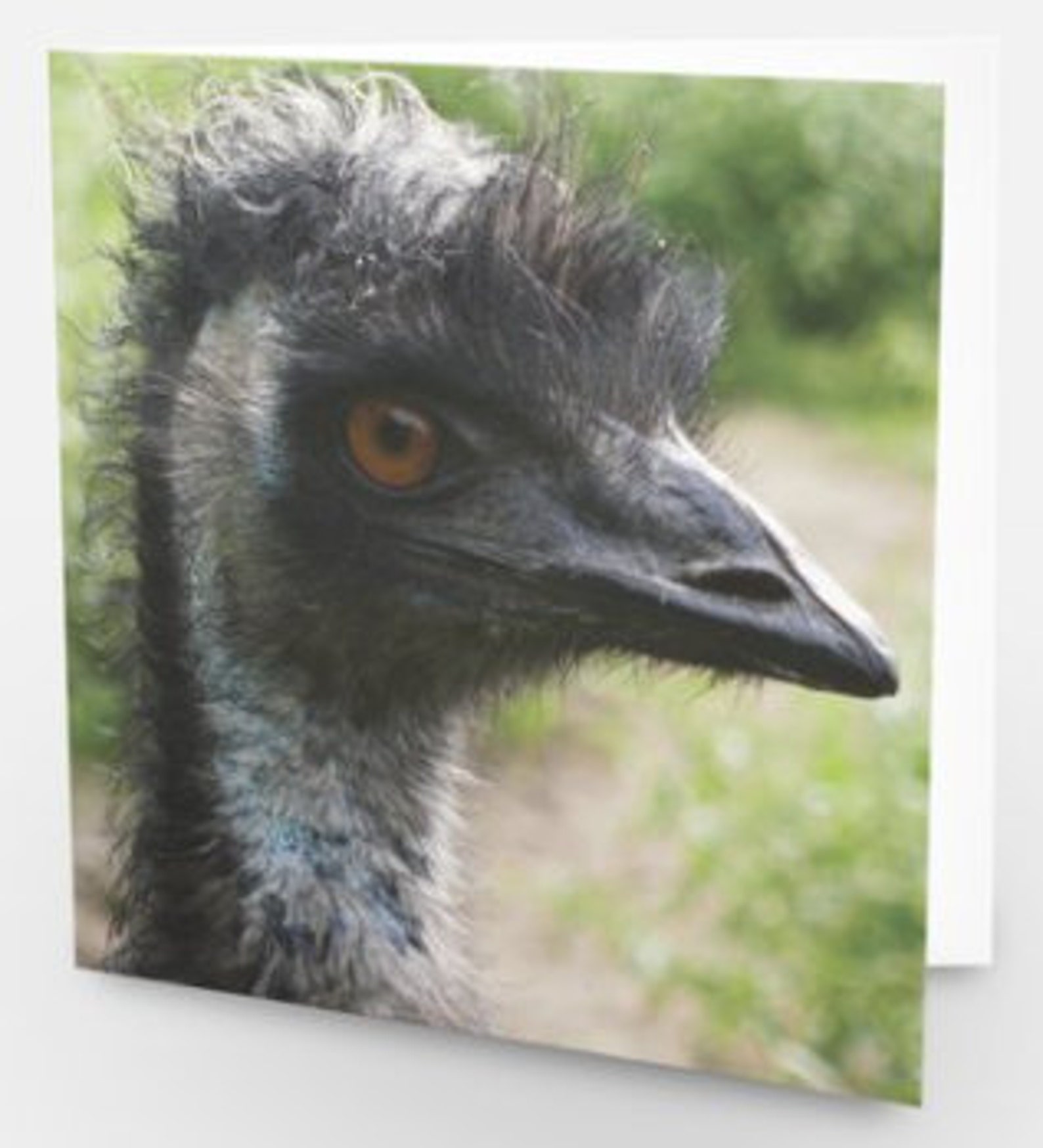Emu Greetings Card | Emu Card | Emu | Birthday Card - Etsy