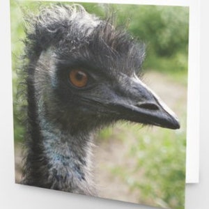 Emu Greetings Card | Emu Card | Emu | Birthday Card - Etsy