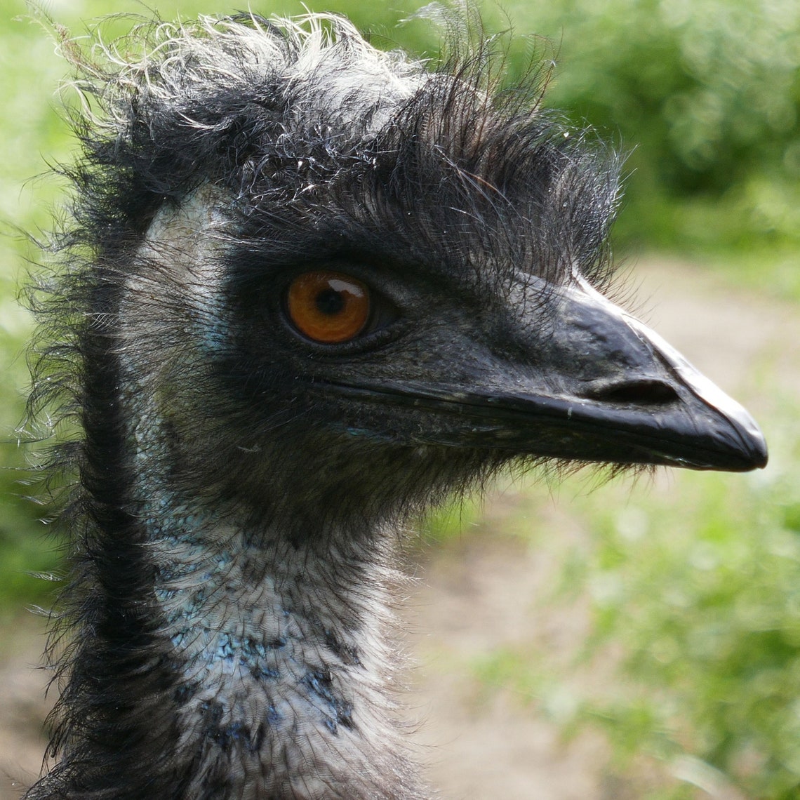 Emu Greetings Card | Emu Card | Emu | Birthday Card - Etsy