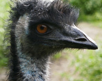 Emu Birthday Card | Emu Card | Emu - Etsy