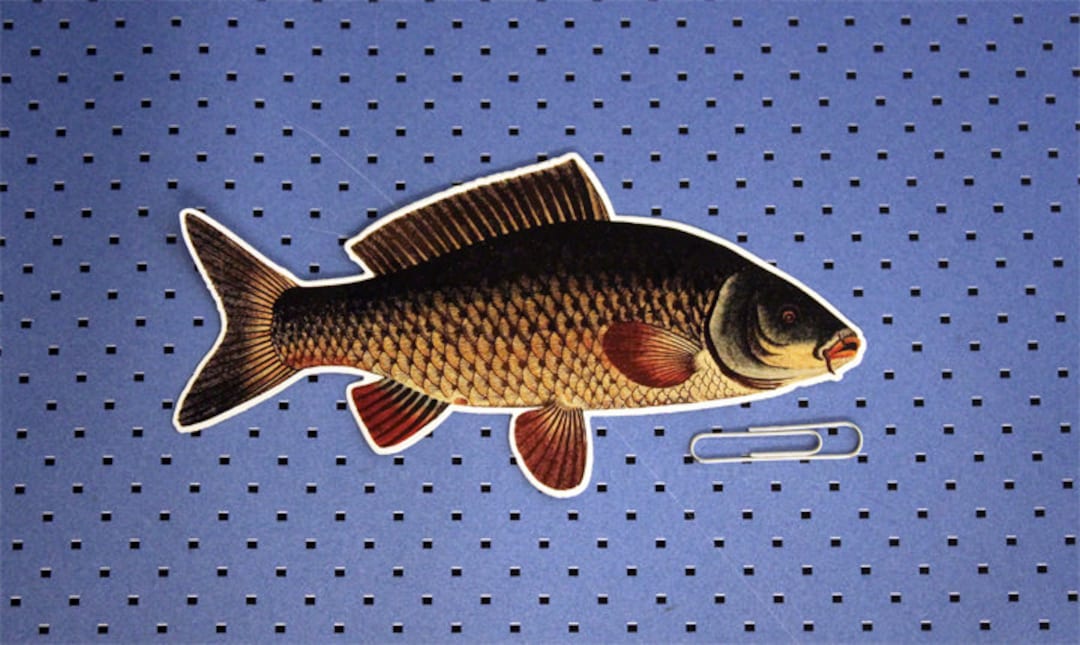 Carp Bumper Sticker - Etsy