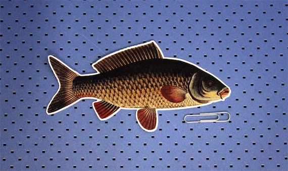 Carp Bumper Sticker | Etsy