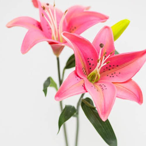 Pink Real Touch Tiger Lily Real Touch Flowers Tiger Lily - Etsy