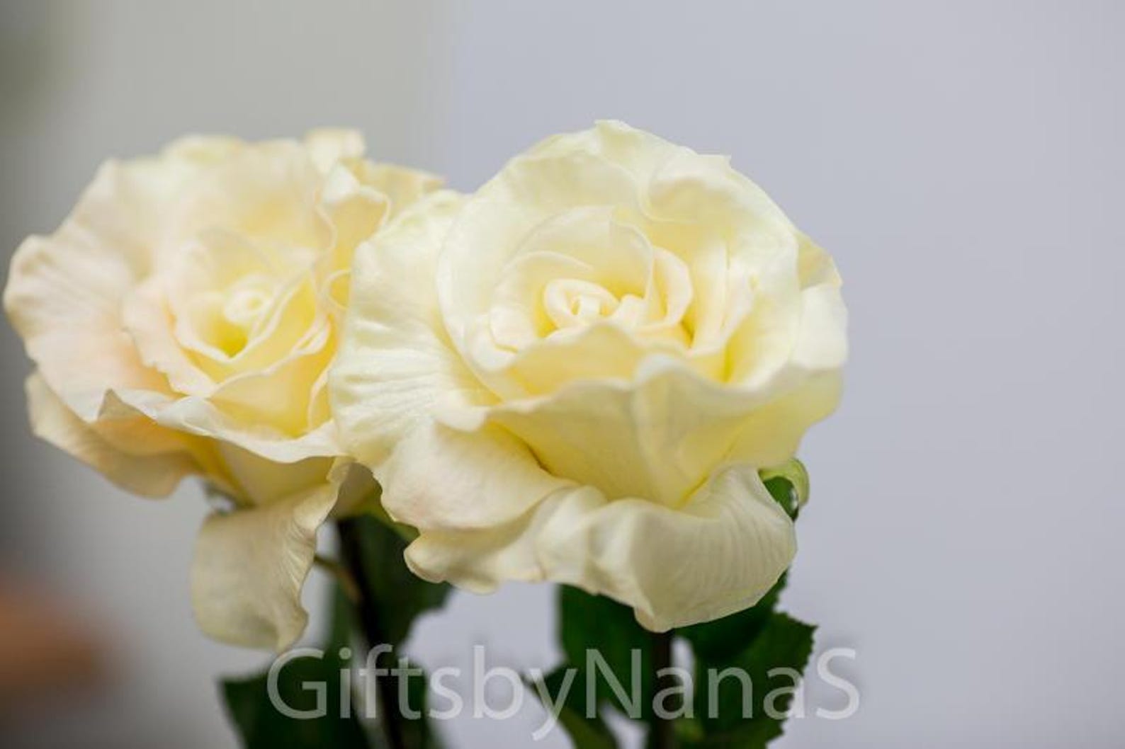 Blush Pink Ivory Roses Real Touch Flowers Real Touch Roses - Etsy
