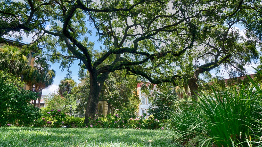 Digital Download, Living Oak Tree, Live Oak, Living Oak, Tree ...