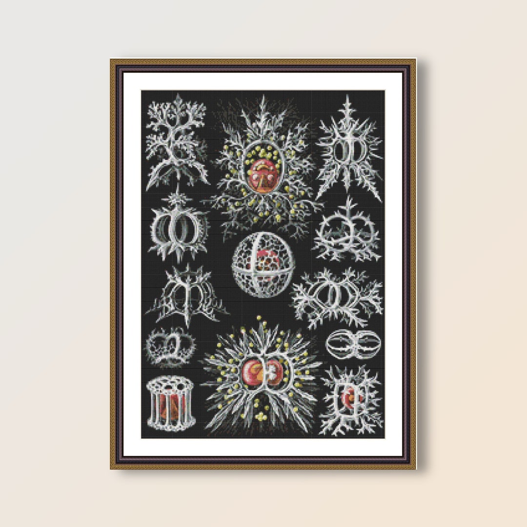 Ernst Haeckel's STEPHOIDEA Cross Stitch Pattern Instant - Etsy
