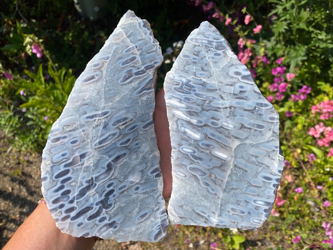 Washington Orbicular Tube Agate, Polished Slab Display Specimen - Etsy