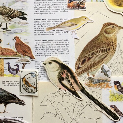 Bird Ephemera 25pc Mixed Cut Outs Vintage Nature | Etsy
