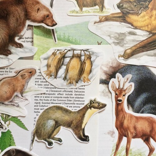 Animal Ephemera 25pc Mixed Cut Outs Vintage Nature - Etsy