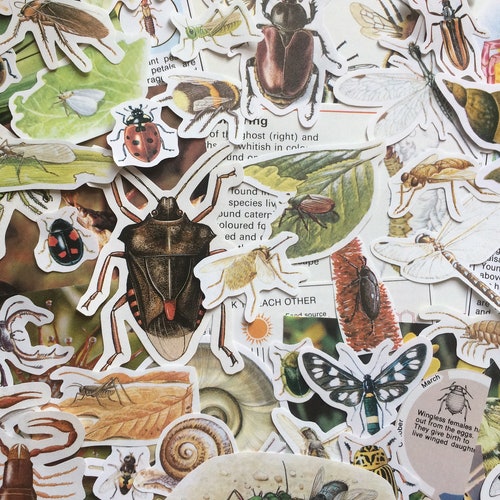 Insect Ephemera 25pc Paper Pack Vintage Collage Kit Nature - Etsy