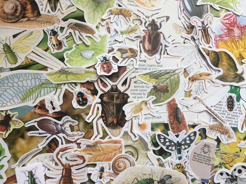 Insect Ephemera 25pc Mixed Cut Outs Vintage Nature Bug - Etsy