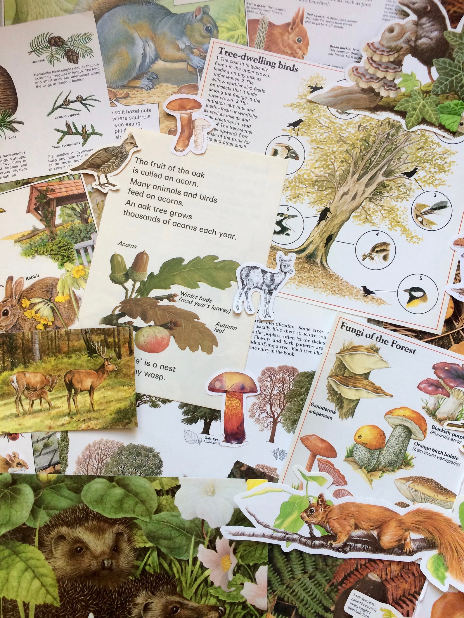 Autumn Fall Ephemera 25pc Paper Pack Vintage Collage Kit - Etsy UK