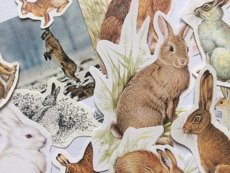Animal Ephemera 25pc Mixed Cut Outs Vintage Nature - Etsy UK