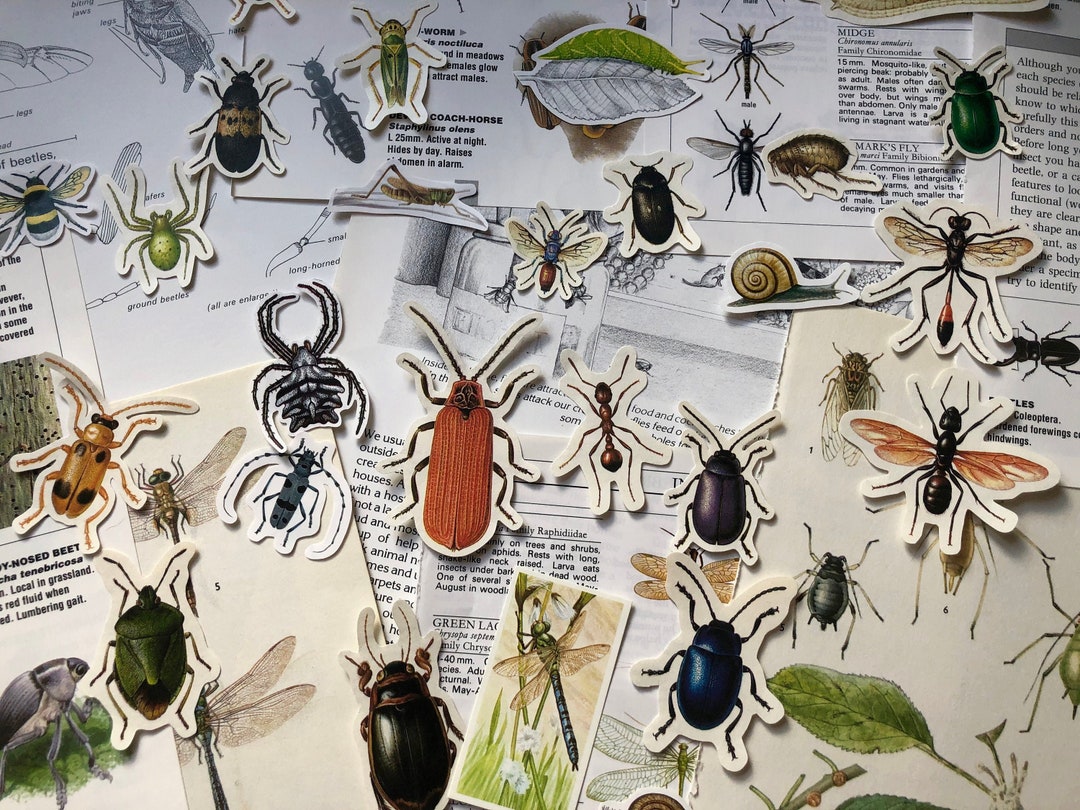 Insect Ephemera 25pc Paper Pack Vintage Collage Kit Bug - Etsy