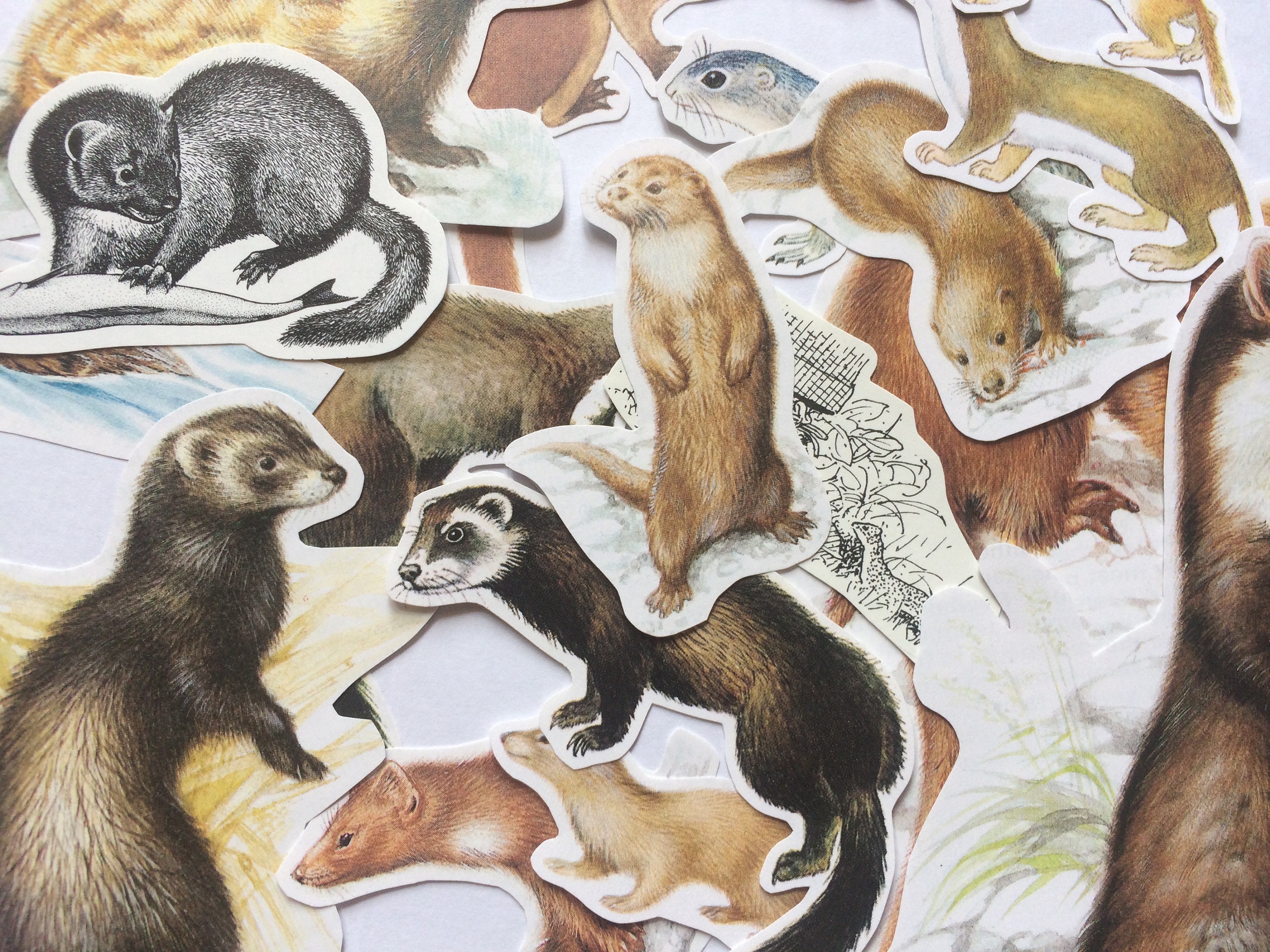 Animal Ephemera 25pc Mixed Cut Outs Vintage Nature - Etsy