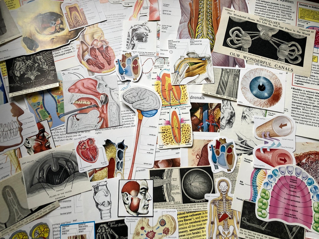 Anatomy Ephemera - 25pc Paper Pack Vintage Collage Kit - Biology Health ...