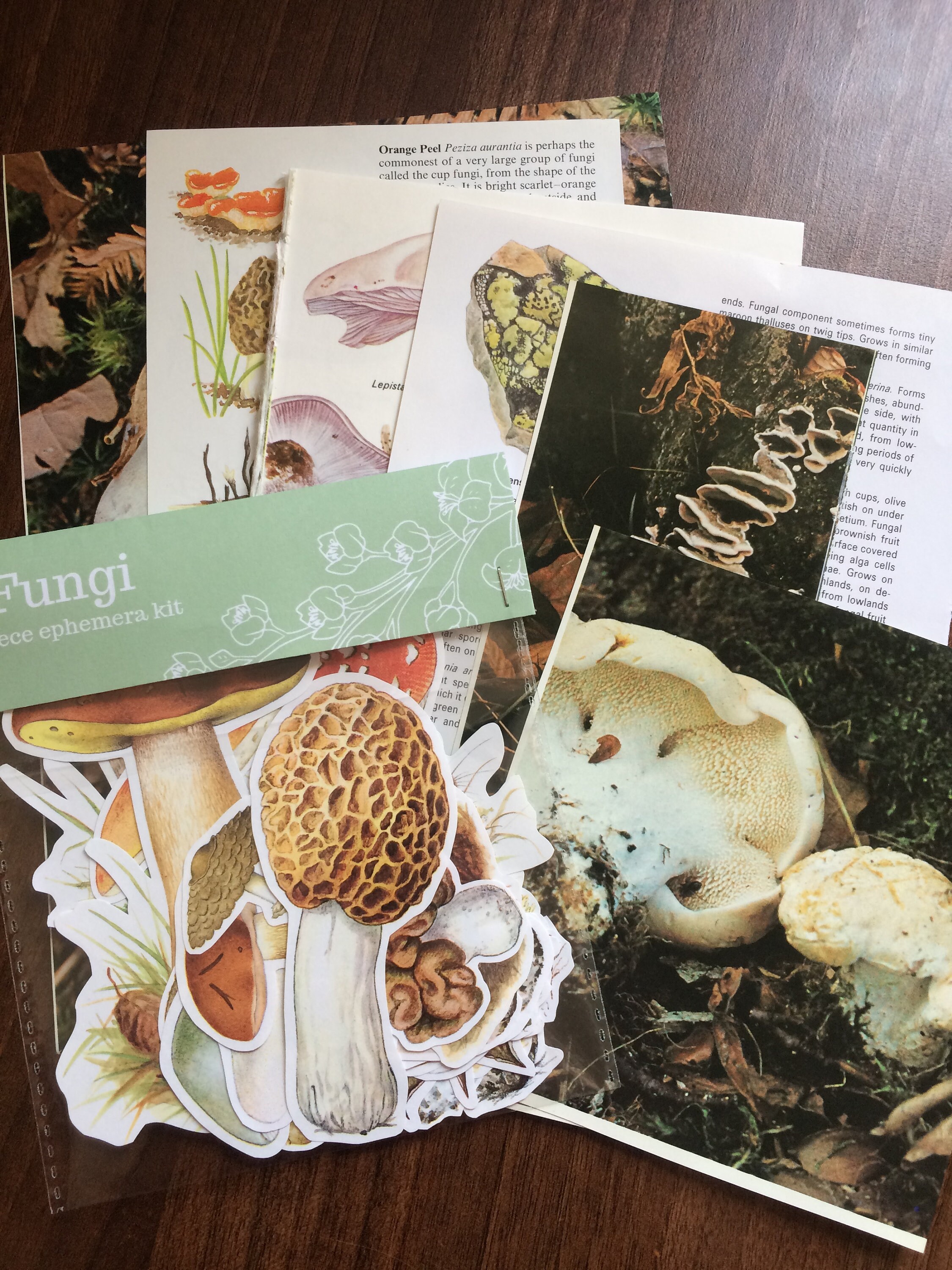 Fungi Ephemera 25pc Paper Pack Vintage Collage Kit | Etsy