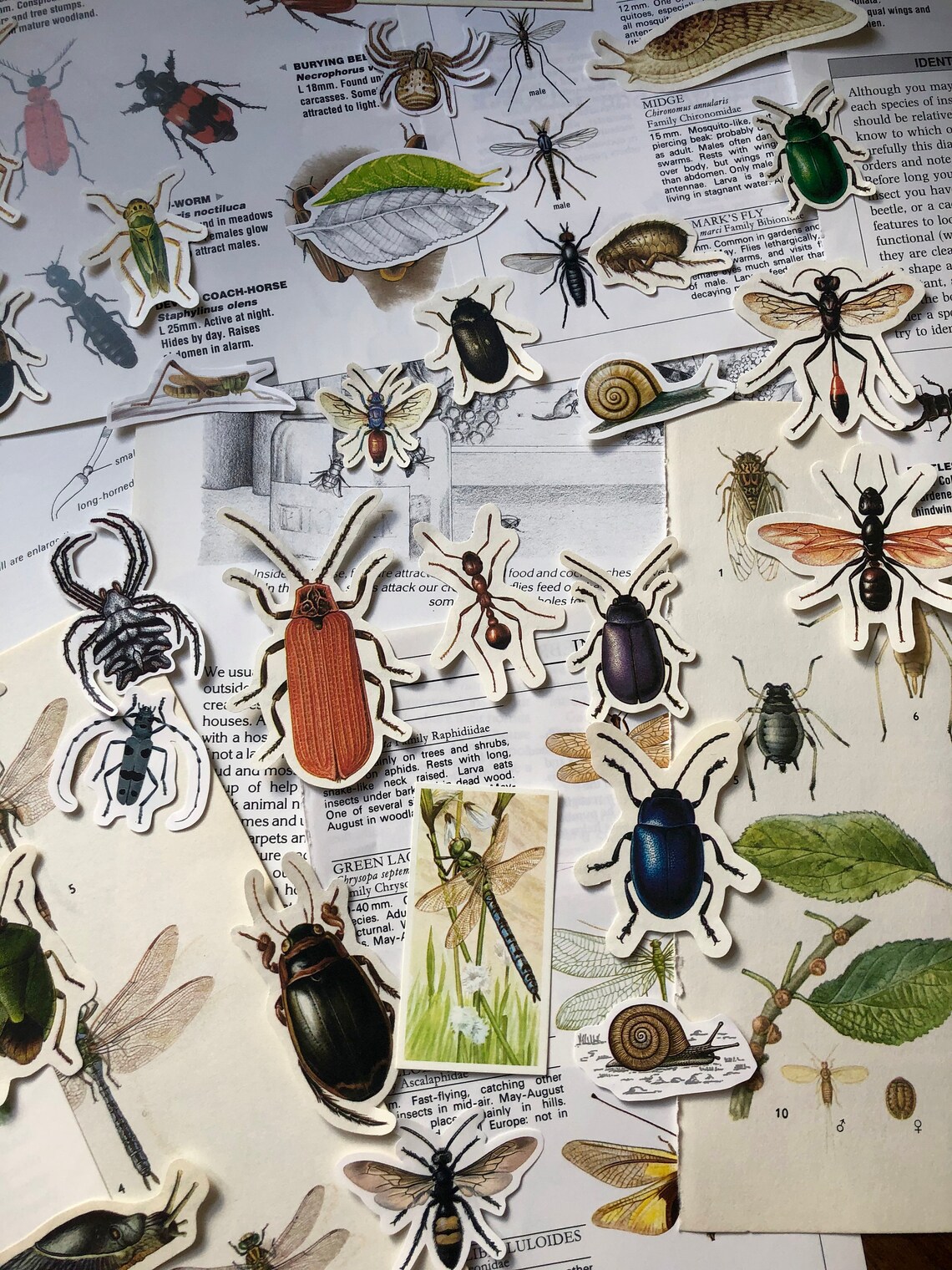 Insect Ephemera - 25pc Paper Pack Vintage Collage Kit - Bug Nature ...