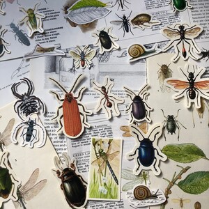Insect Ephemera 25pc Paper Pack Vintage Collage Kit Bug - Etsy