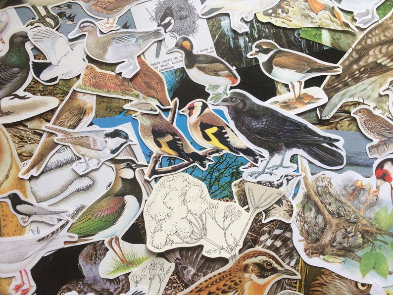 Bird Ephemera 25pc Mixed Cut Outs Vintage Nature - Etsy