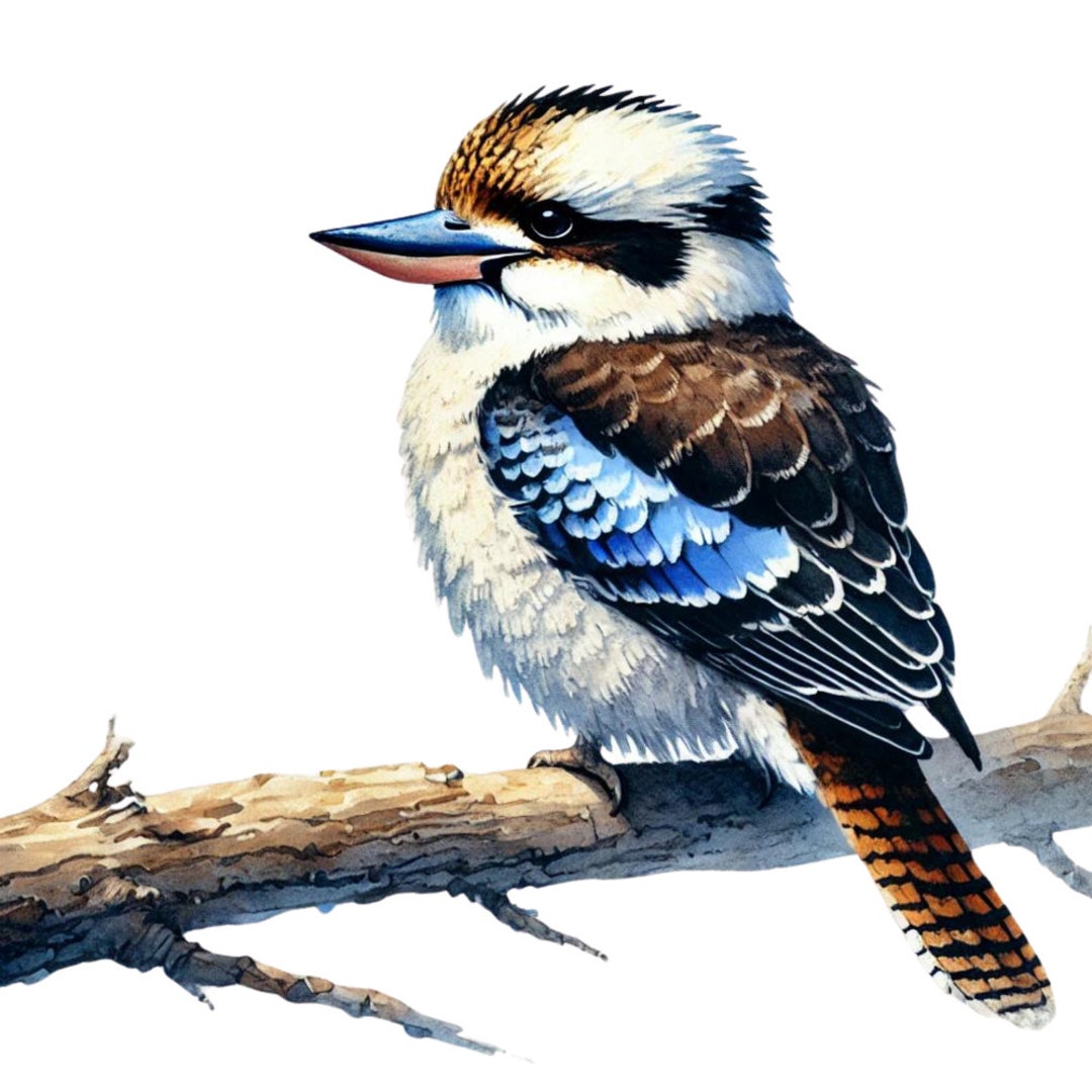 28 Kookaburra Bird Clipart PNG, Adorable Kookaburra Clipart Bundle ...