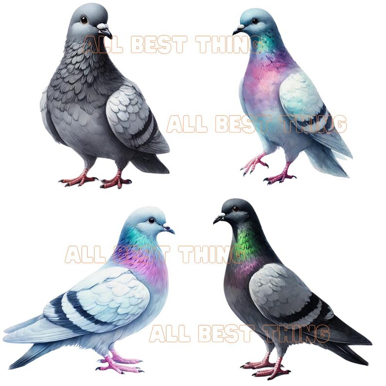 Watercolor Pigeon Clipart Set: Street Birds PNG Images (commercial Use ...