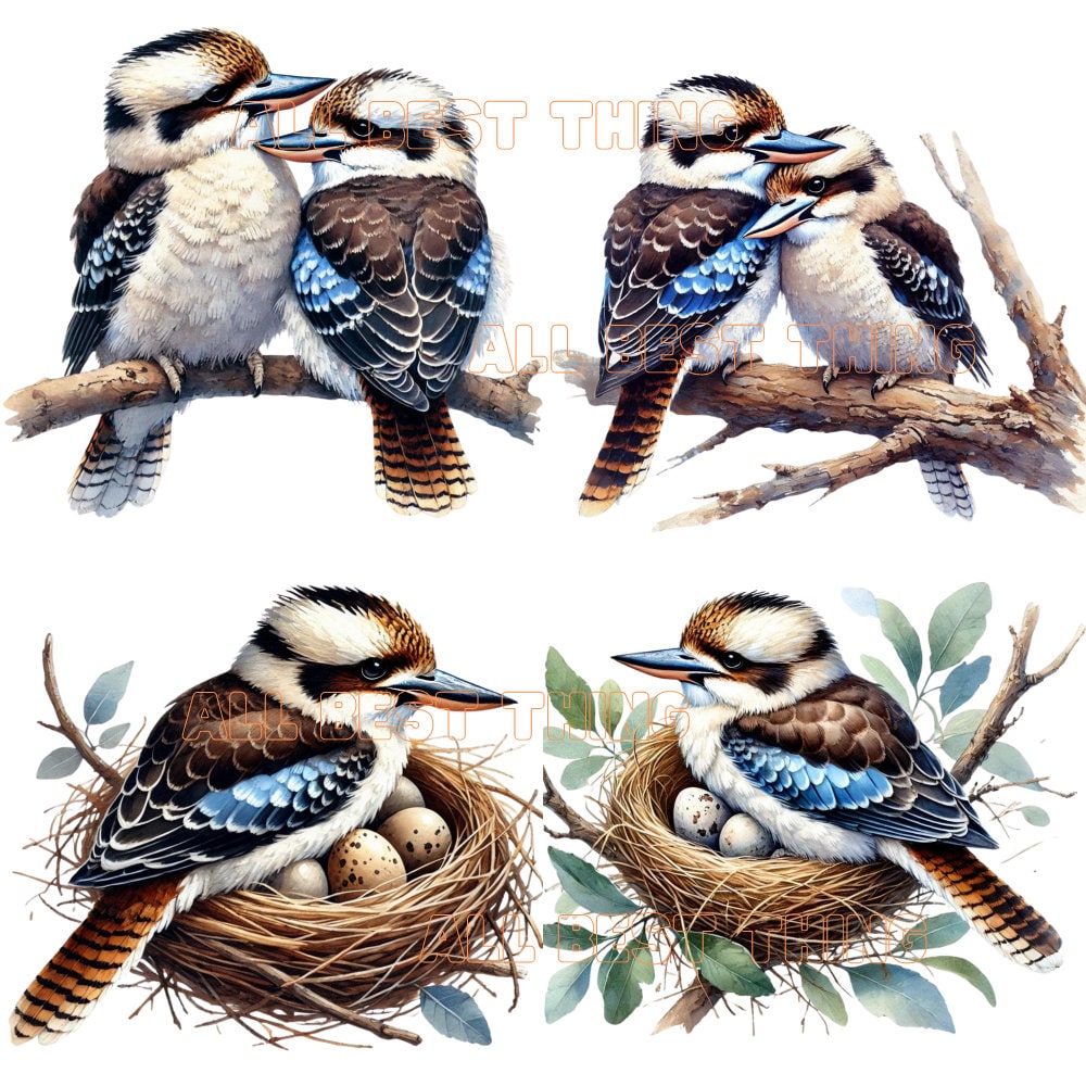28 Kookaburra Bird Clipart PNG, Adorable Kookaburra Clipart Bundle ...