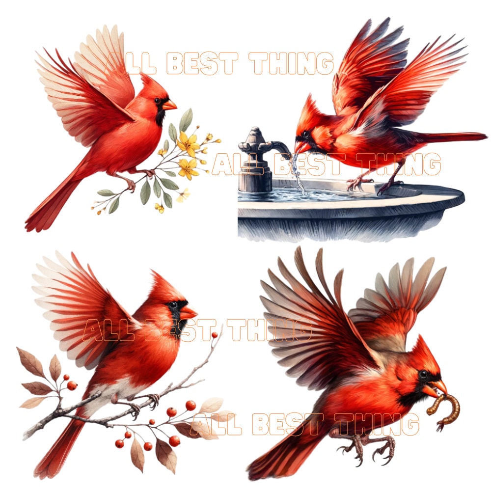 24 Red Cardinal Bird PNG Clipart, Bird PNG, Printable Watercolor ...