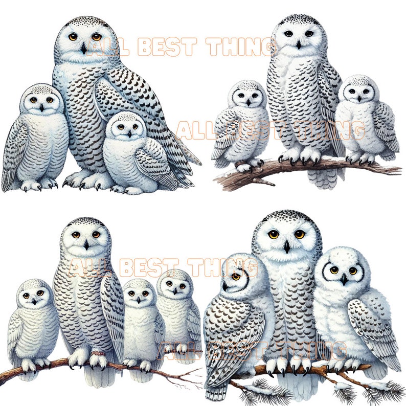 24 Snow Owl PNG Clipart, Barn Owl Clipart, Cute Owl, Digital Clipart ...