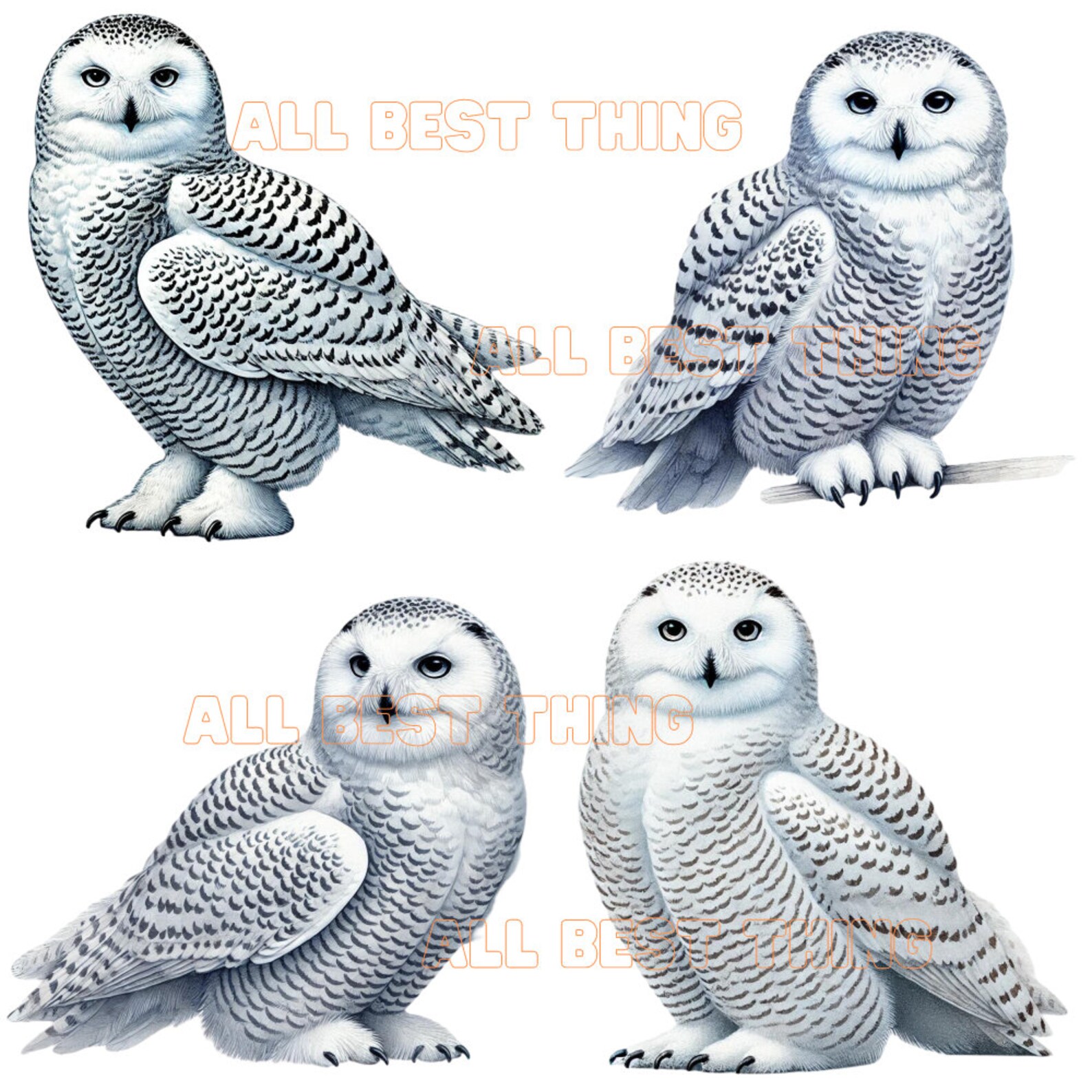 24 Snow Owl PNG Clipart, Barn Owl Clipart, Cute Owl, Digital Clipart ...