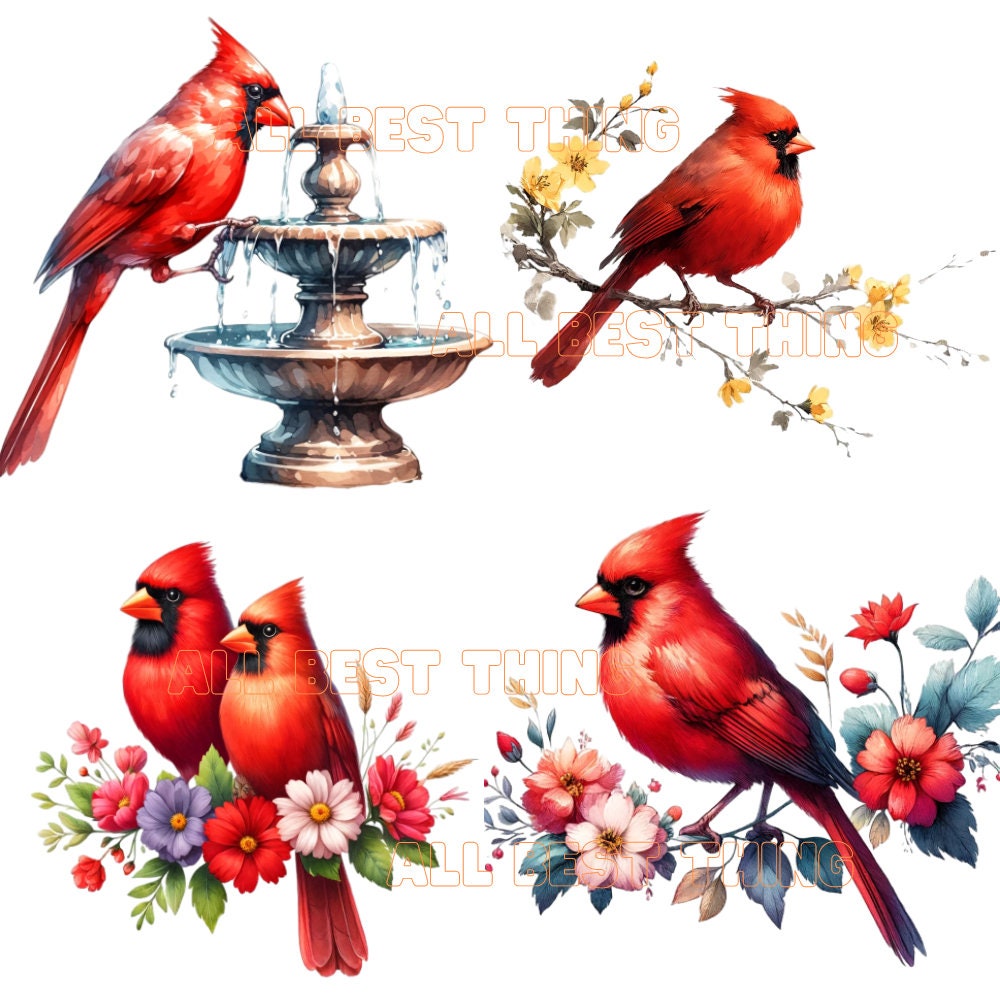 24 Red Cardinal Bird PNG Clipart, Bird PNG, Printable Watercolor ...