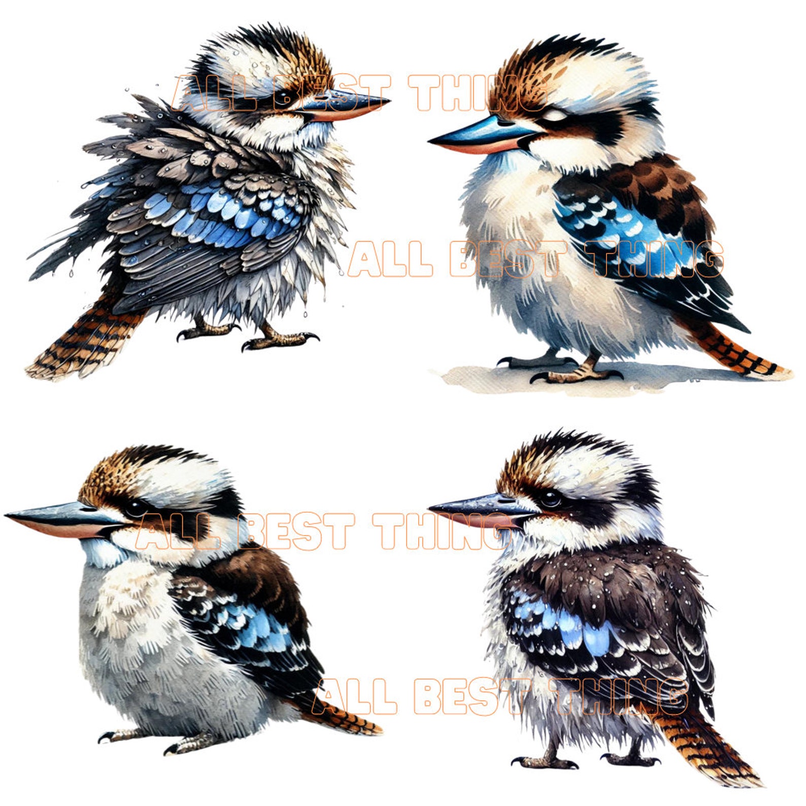 28 Kookaburra Bird Clipart PNG, Adorable Kookaburra Clipart Bundle ...